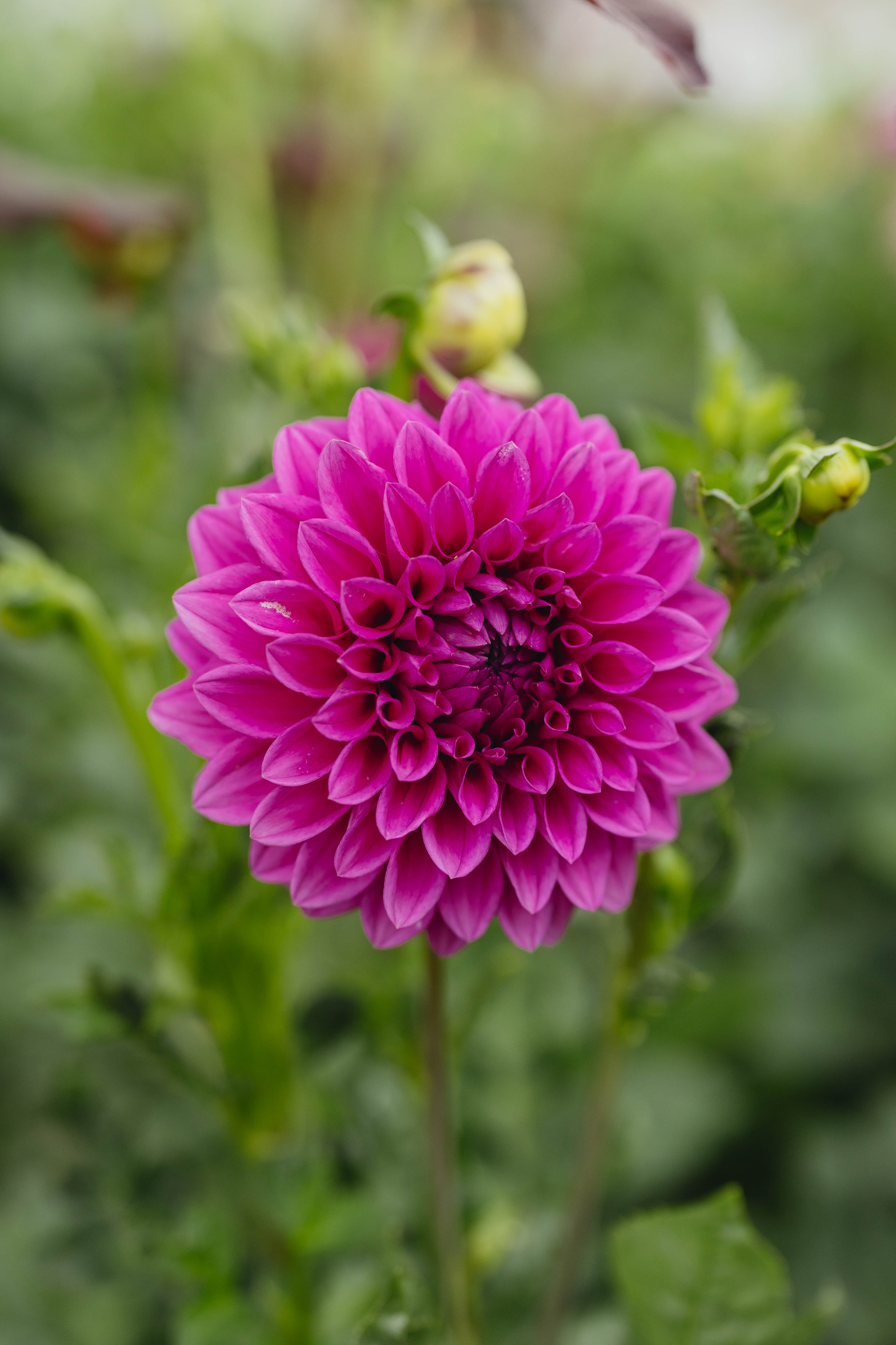 Devon Summit – Cecil & Ash