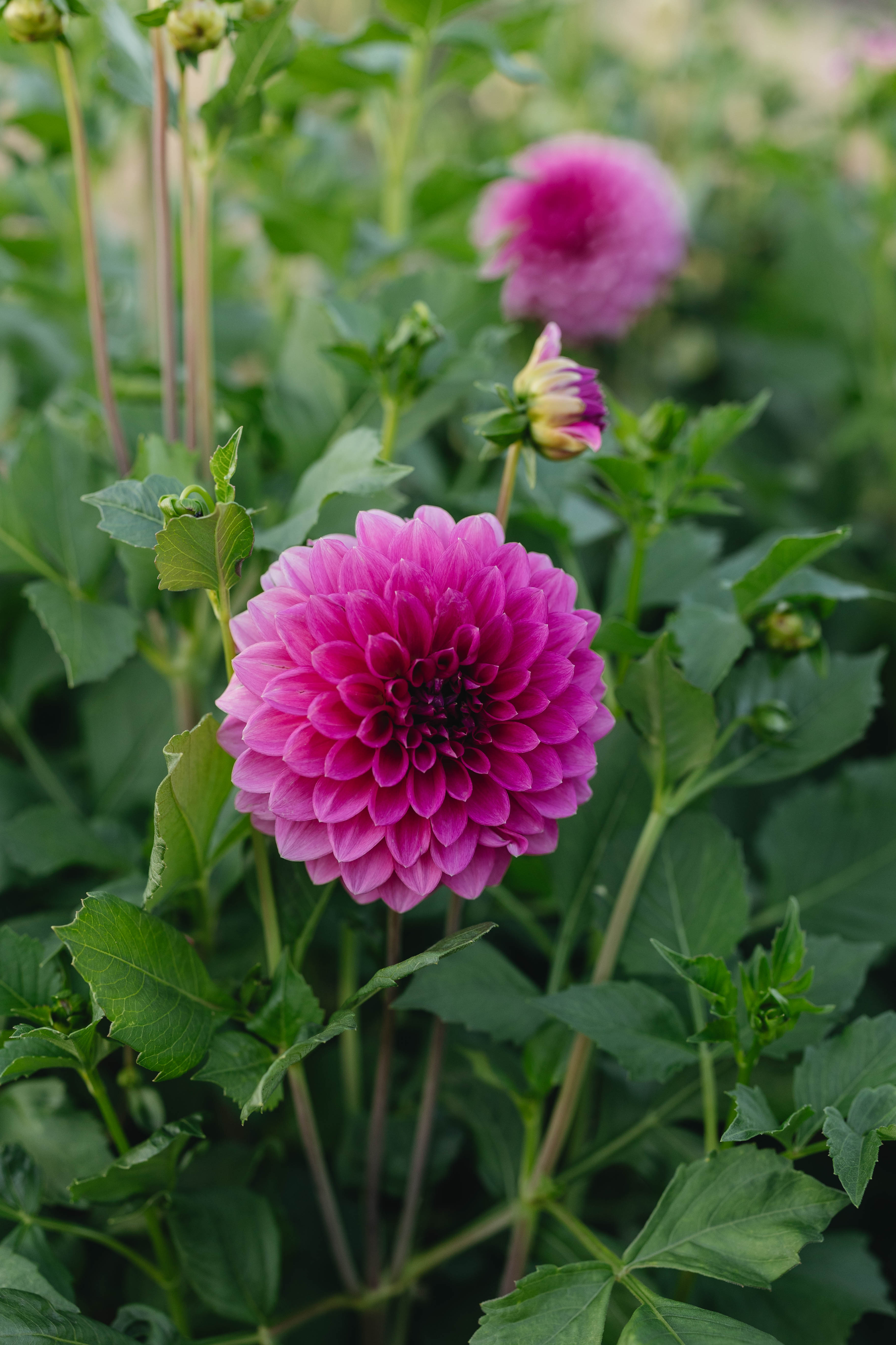 Devon Choice – Cecil & Ash