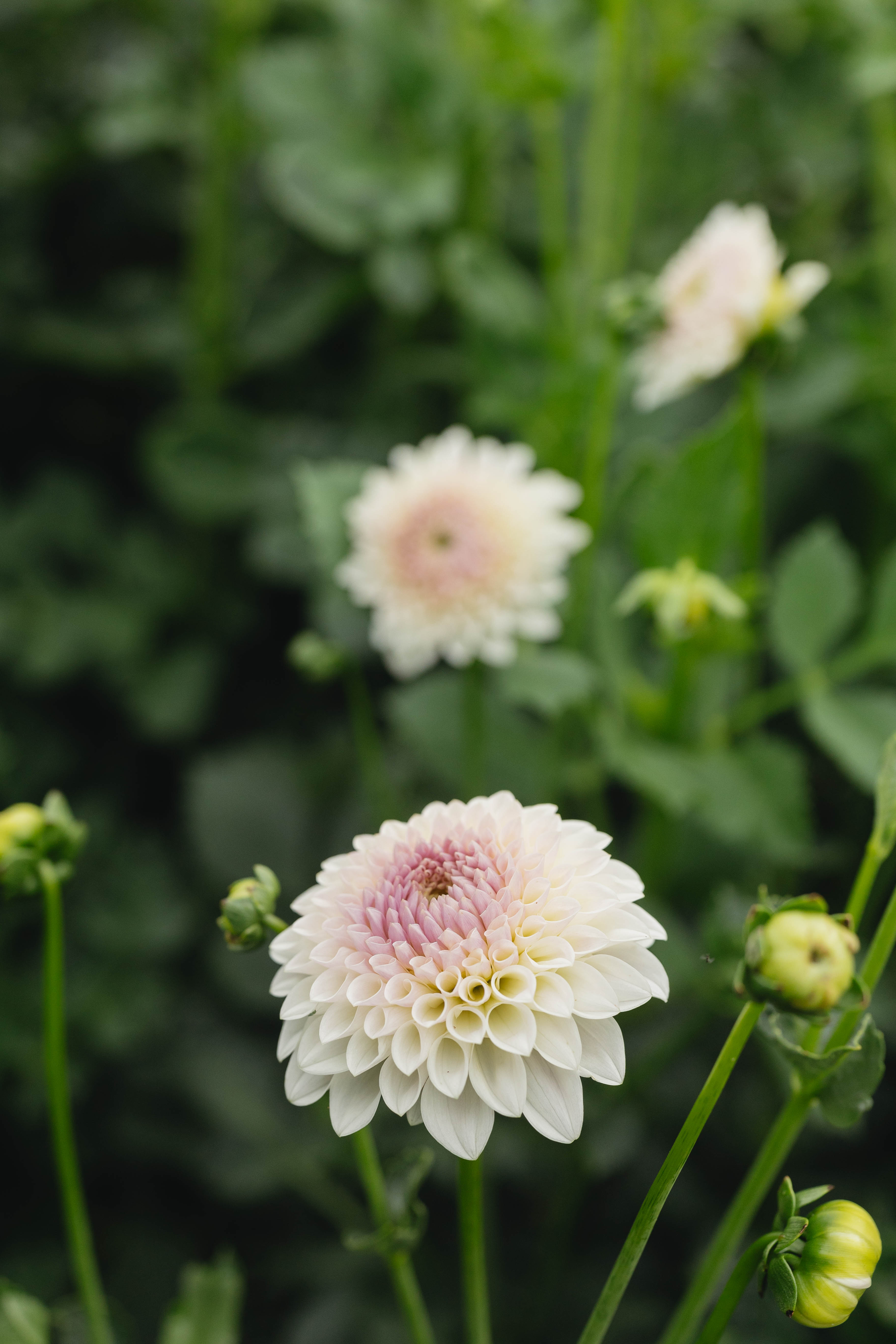 Formby Pearl – Cecil & Ash