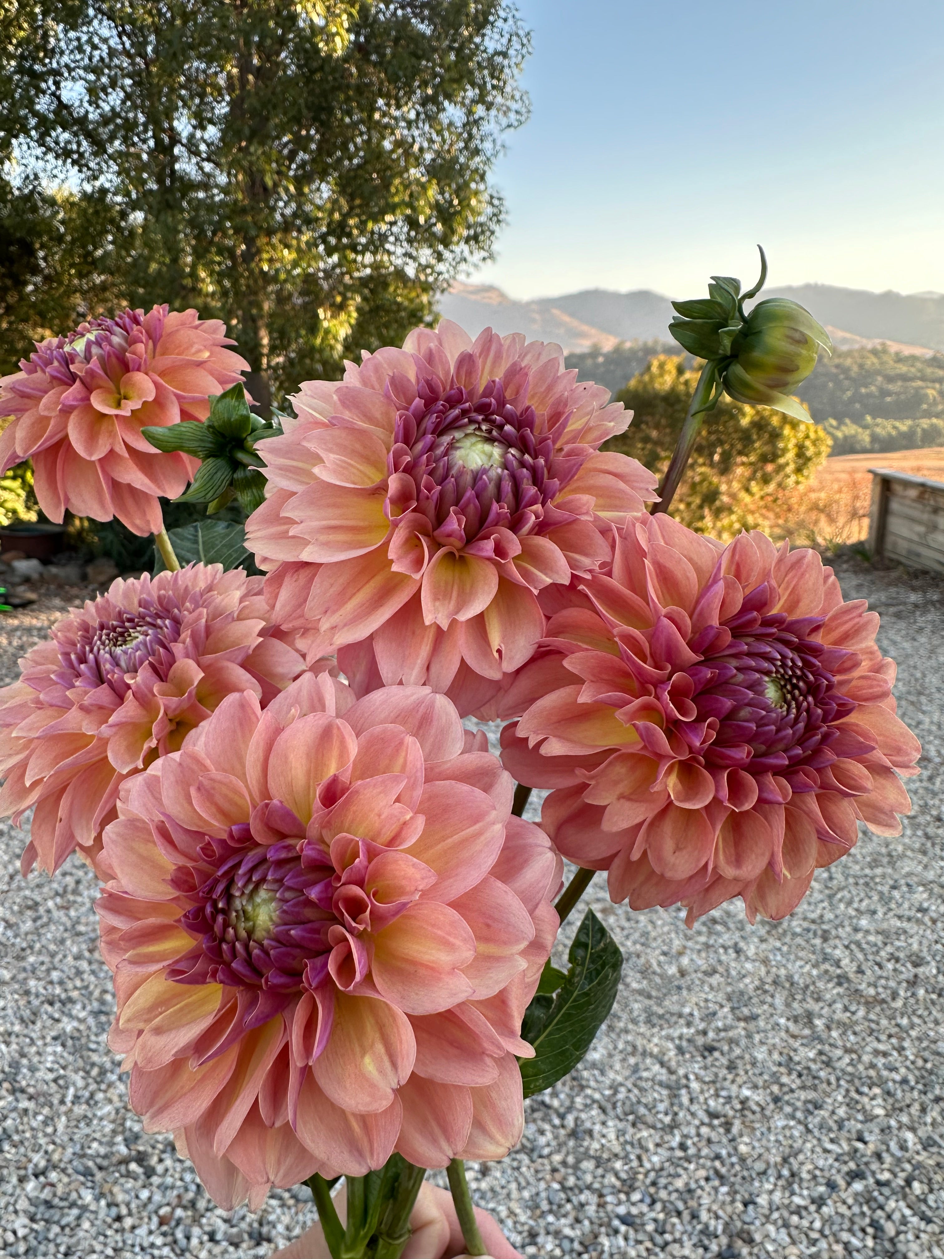 Breannon – Cecil & Ash