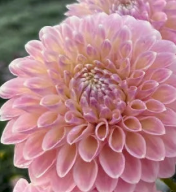 Boundary Sophie – Cecil & Ash