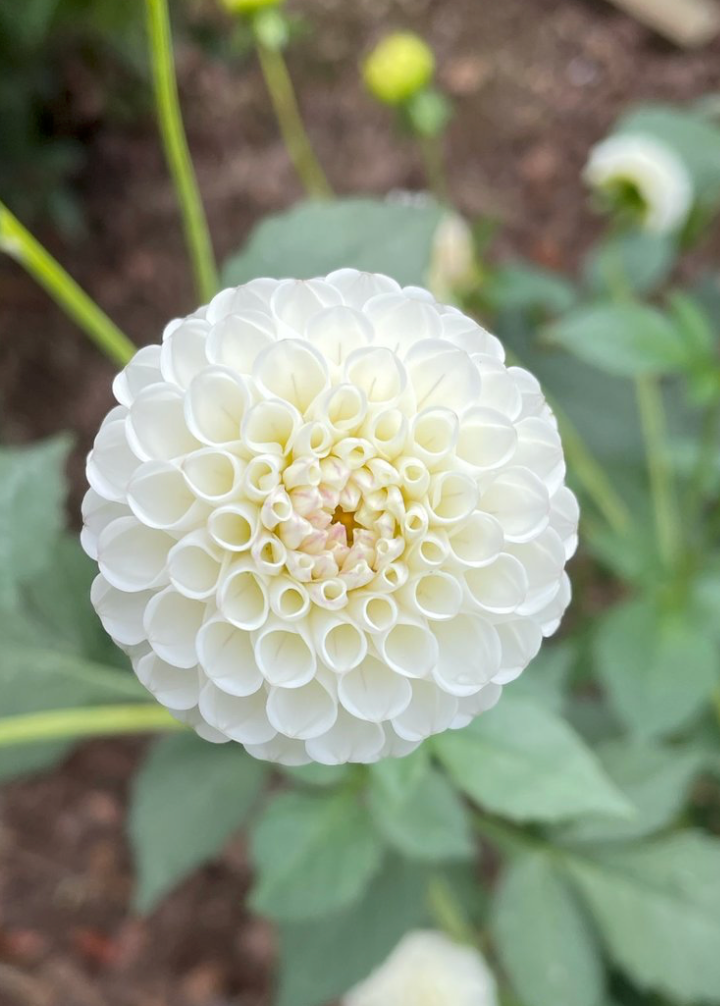 Glenbank Little Angel – Cecil & Ash