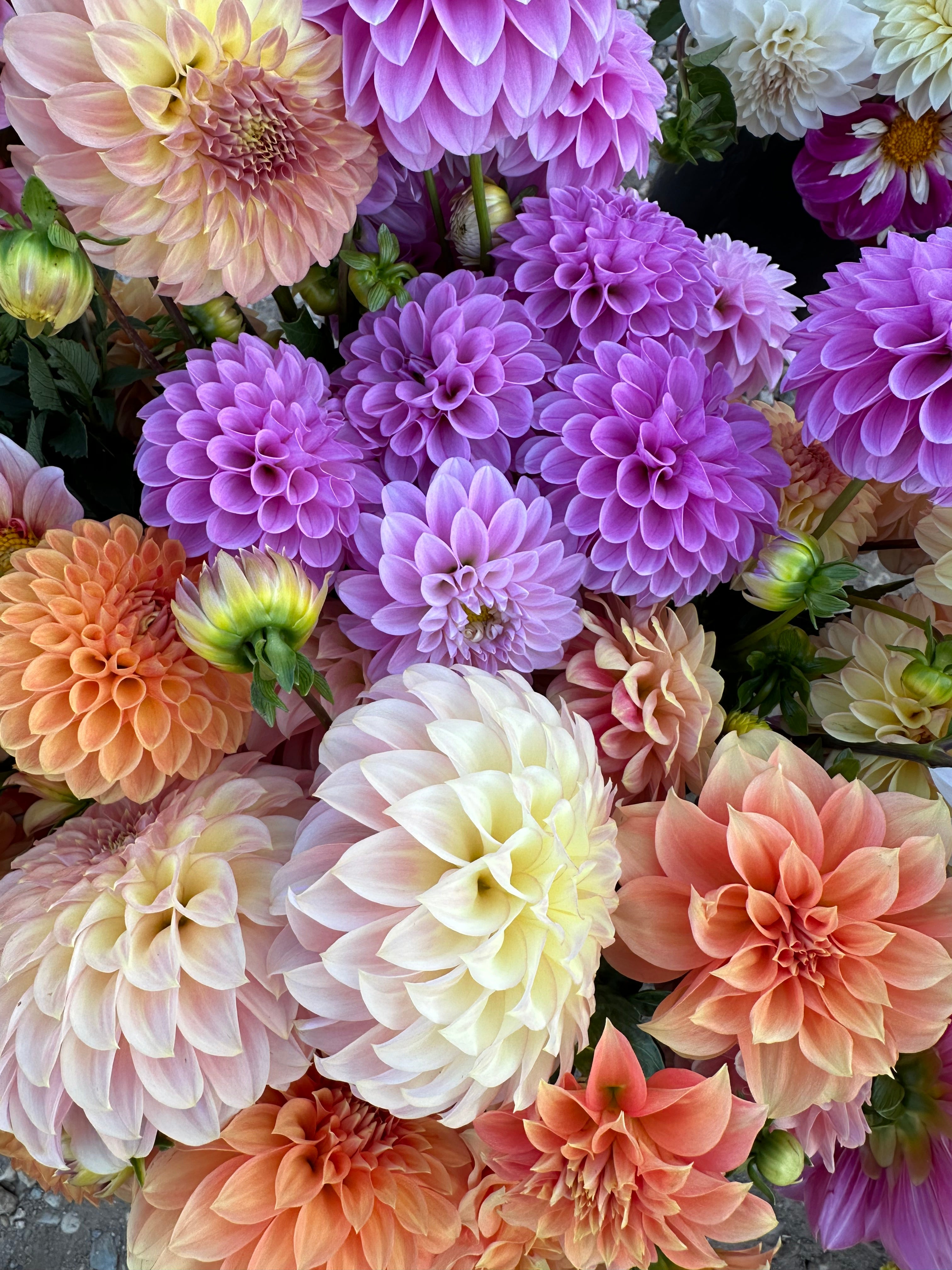 Dahlia Tubers – Cecil & Ash