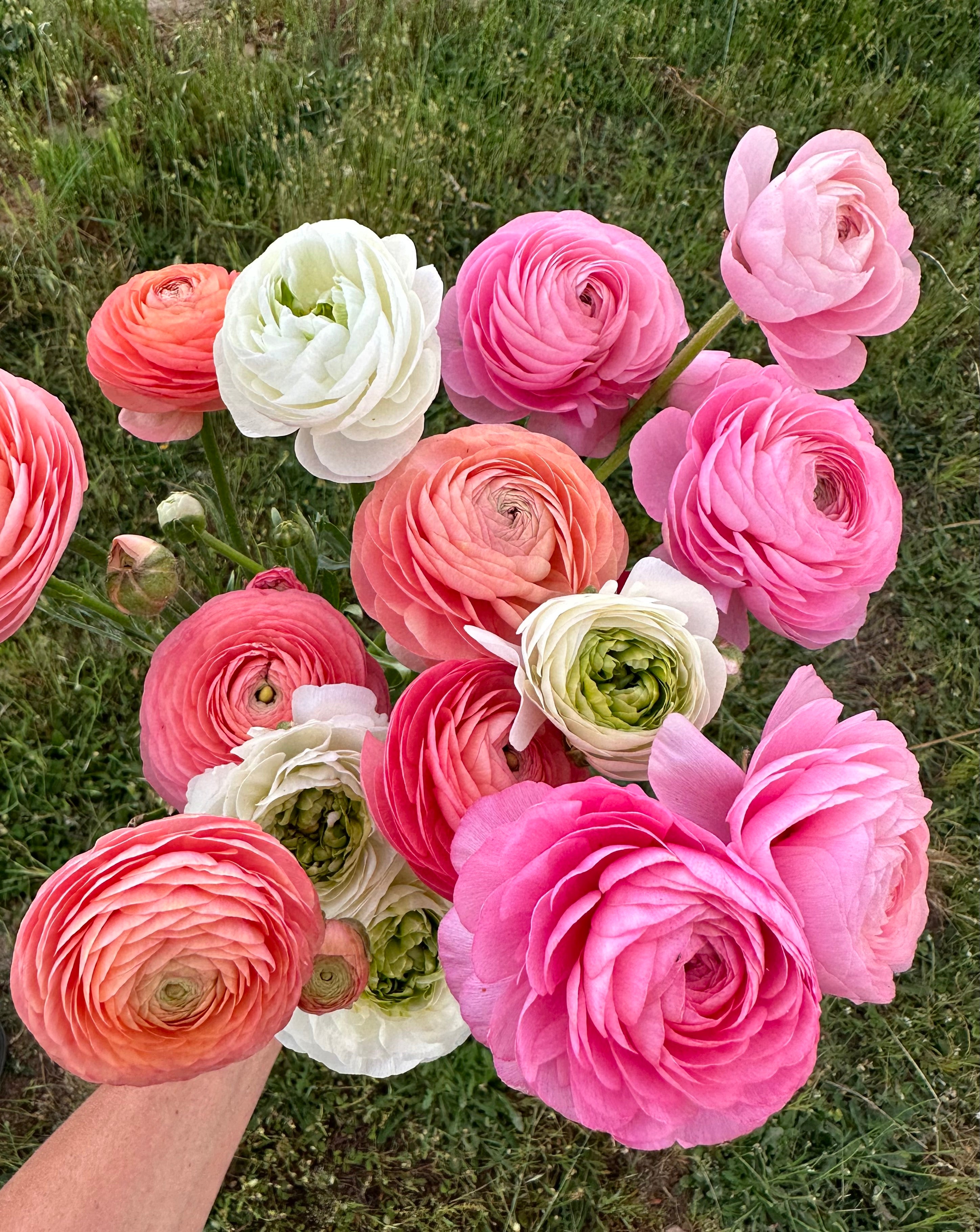 Ranunculus Corms – Cecil & Ash