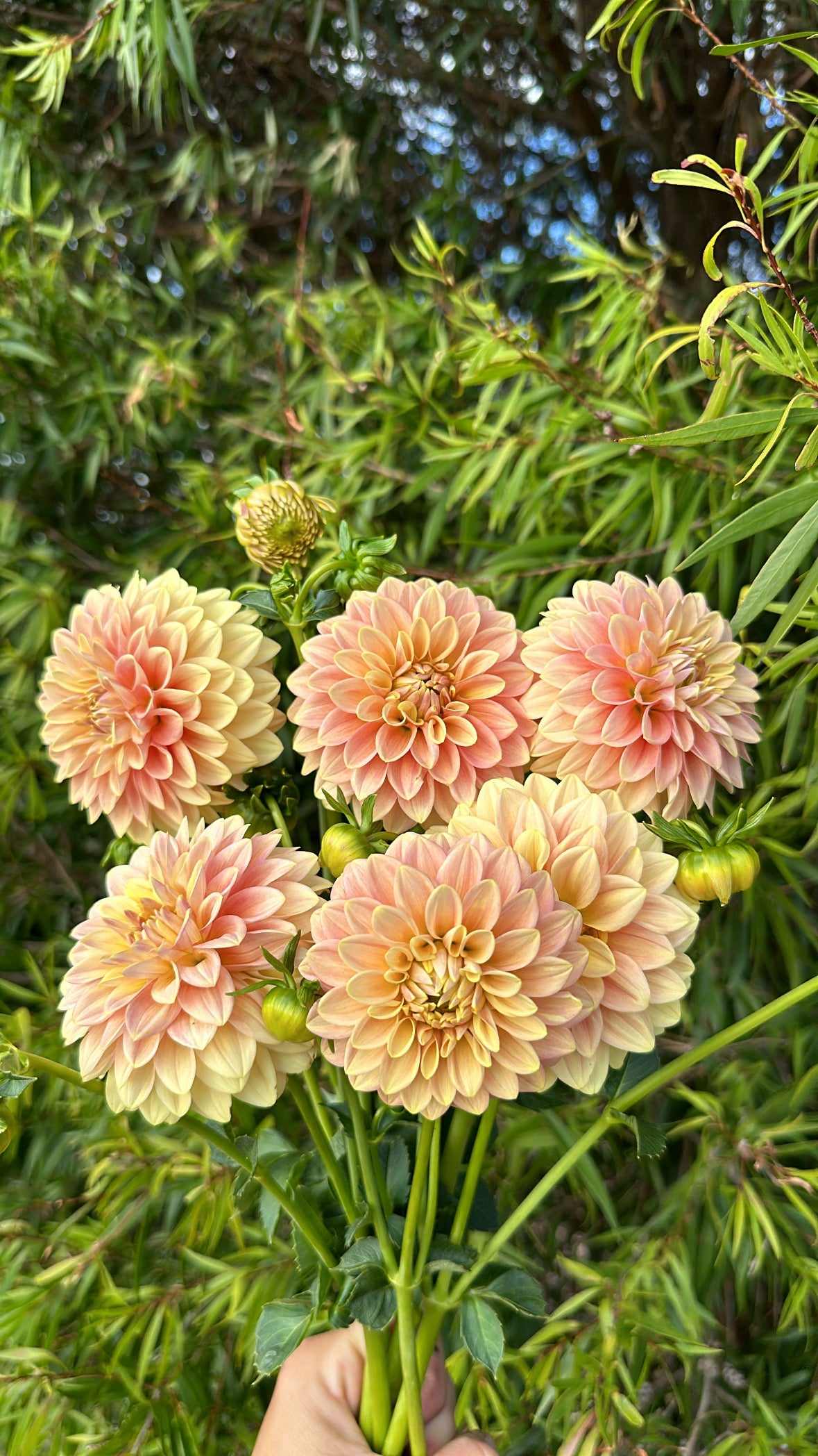 Dahlia Tubers – Cecil & Ash