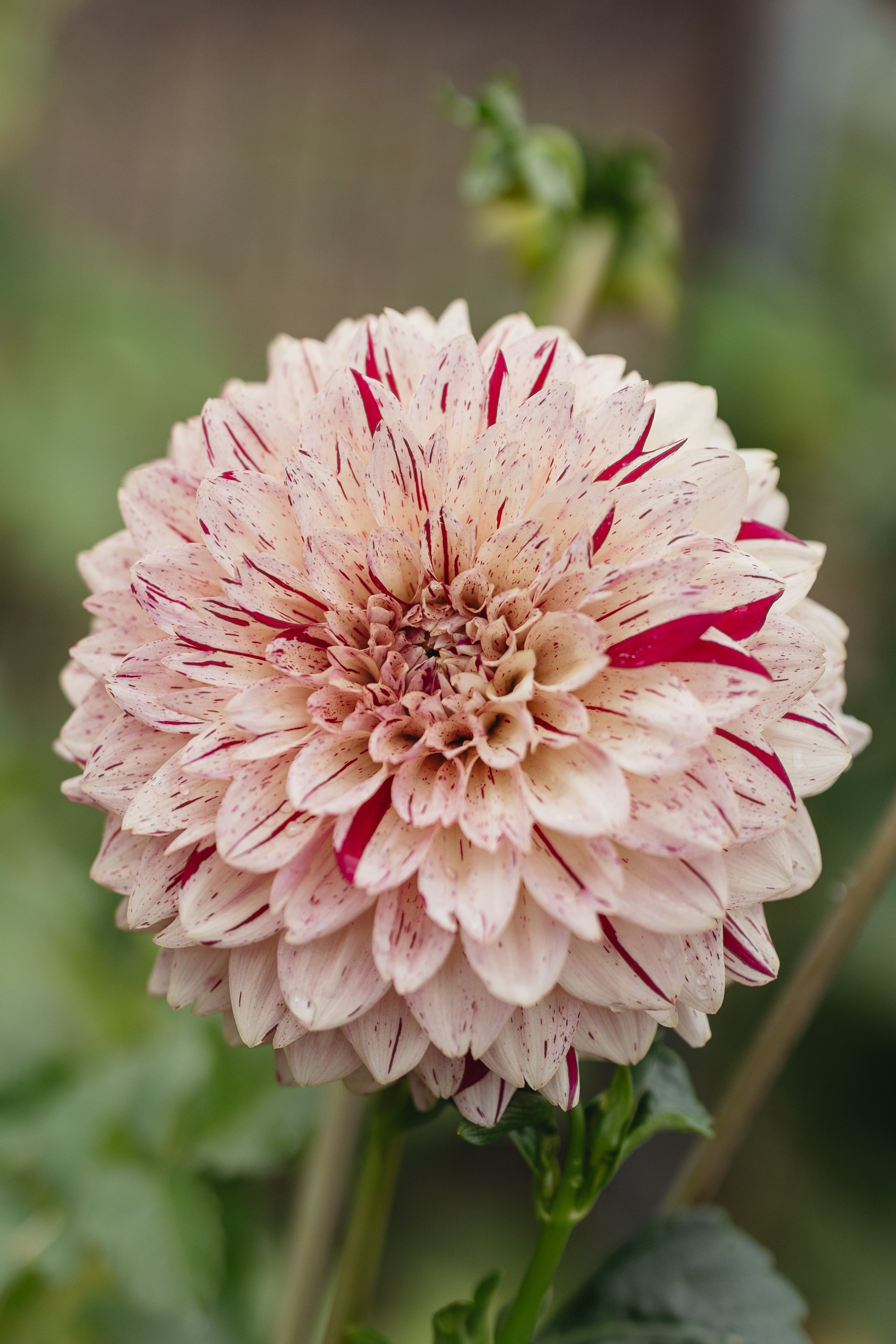 Florelie Honey Red – Cecil & Ash