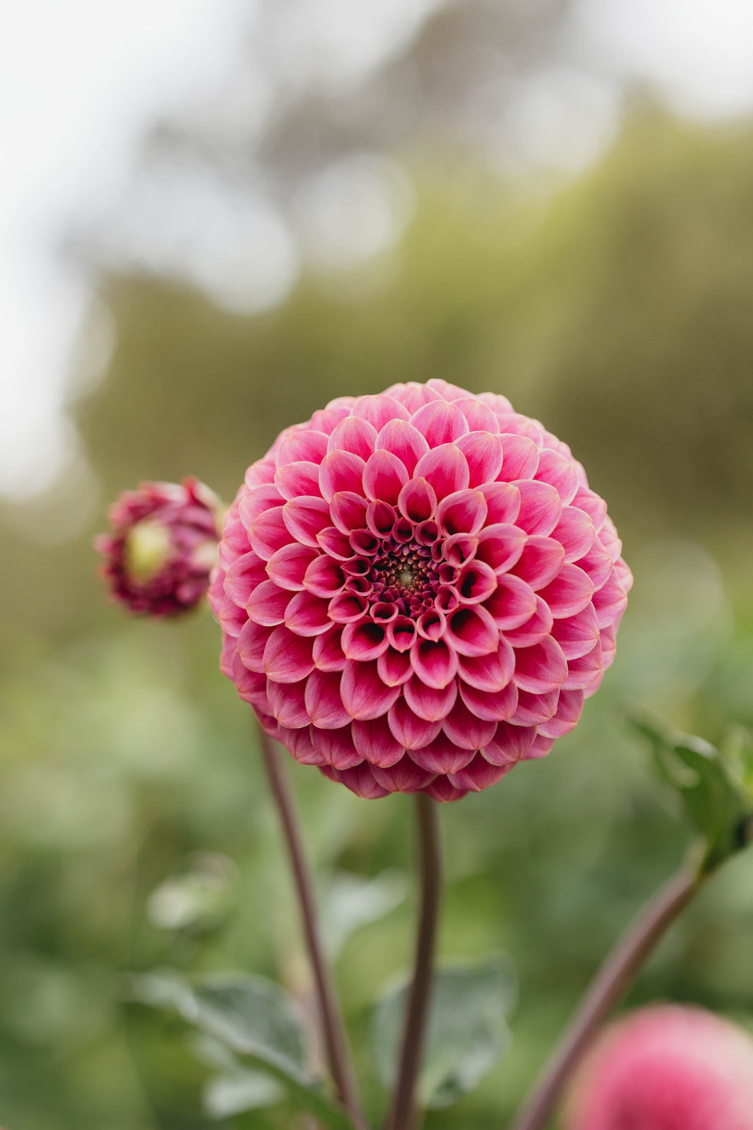 Dahlia Tubers – Page 3 – Cecil & Ash