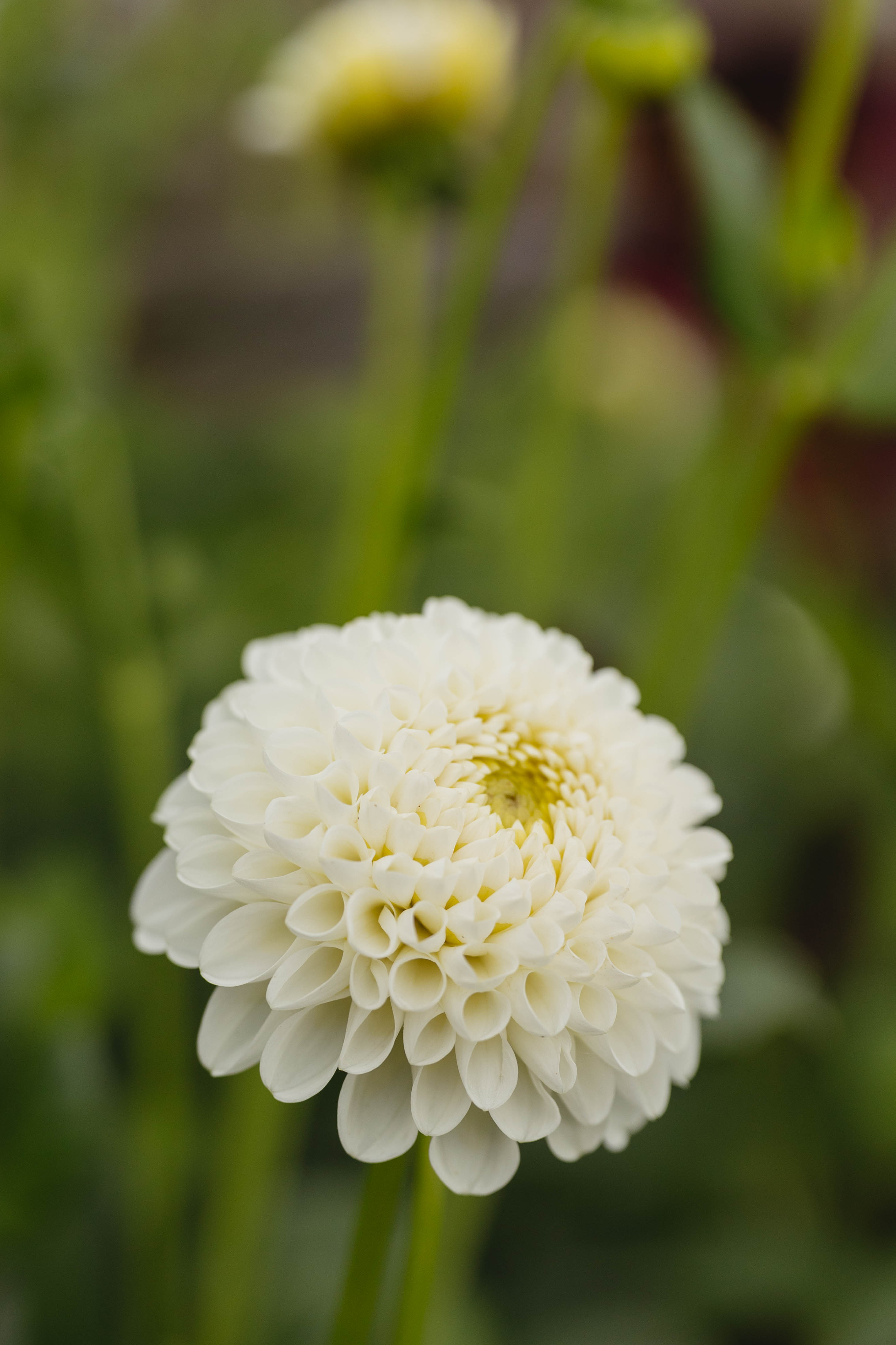 Dahlia Tubers – Cecil & Ash