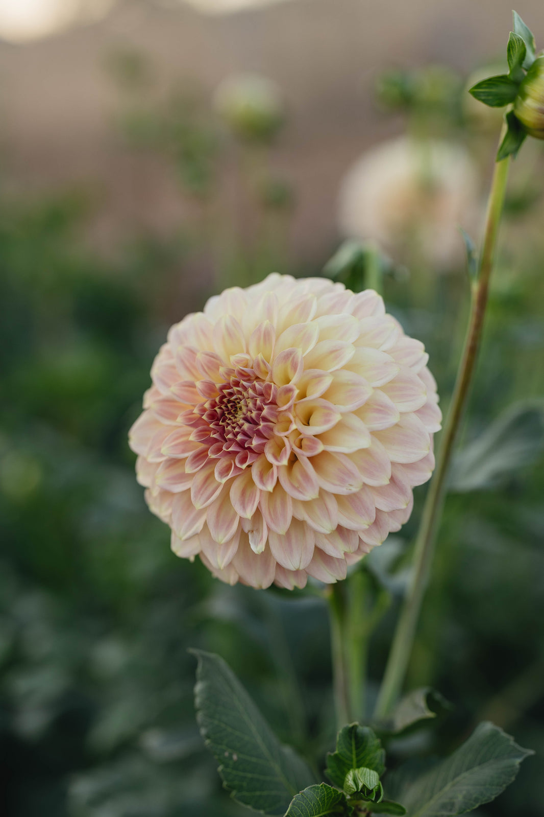 Dahlia Tubers – Cecil & Ash
