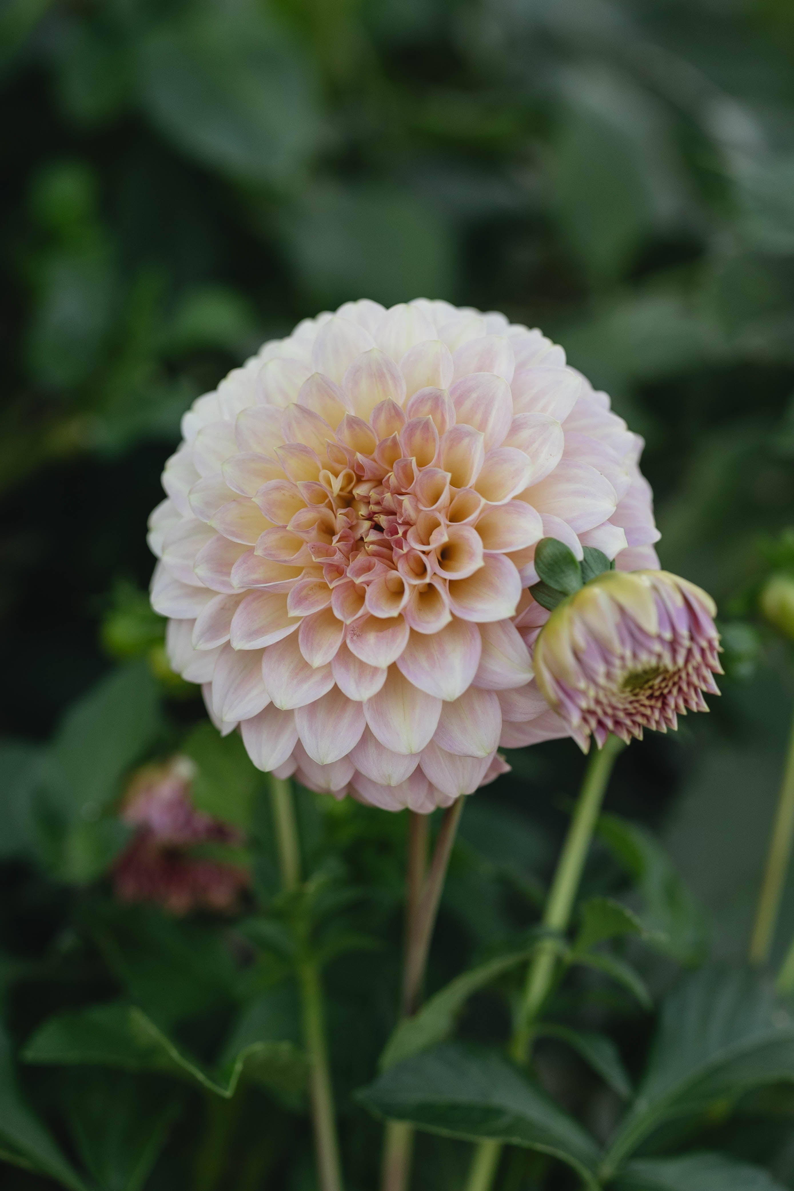 Coorabell Jessie – Cecil & Ash