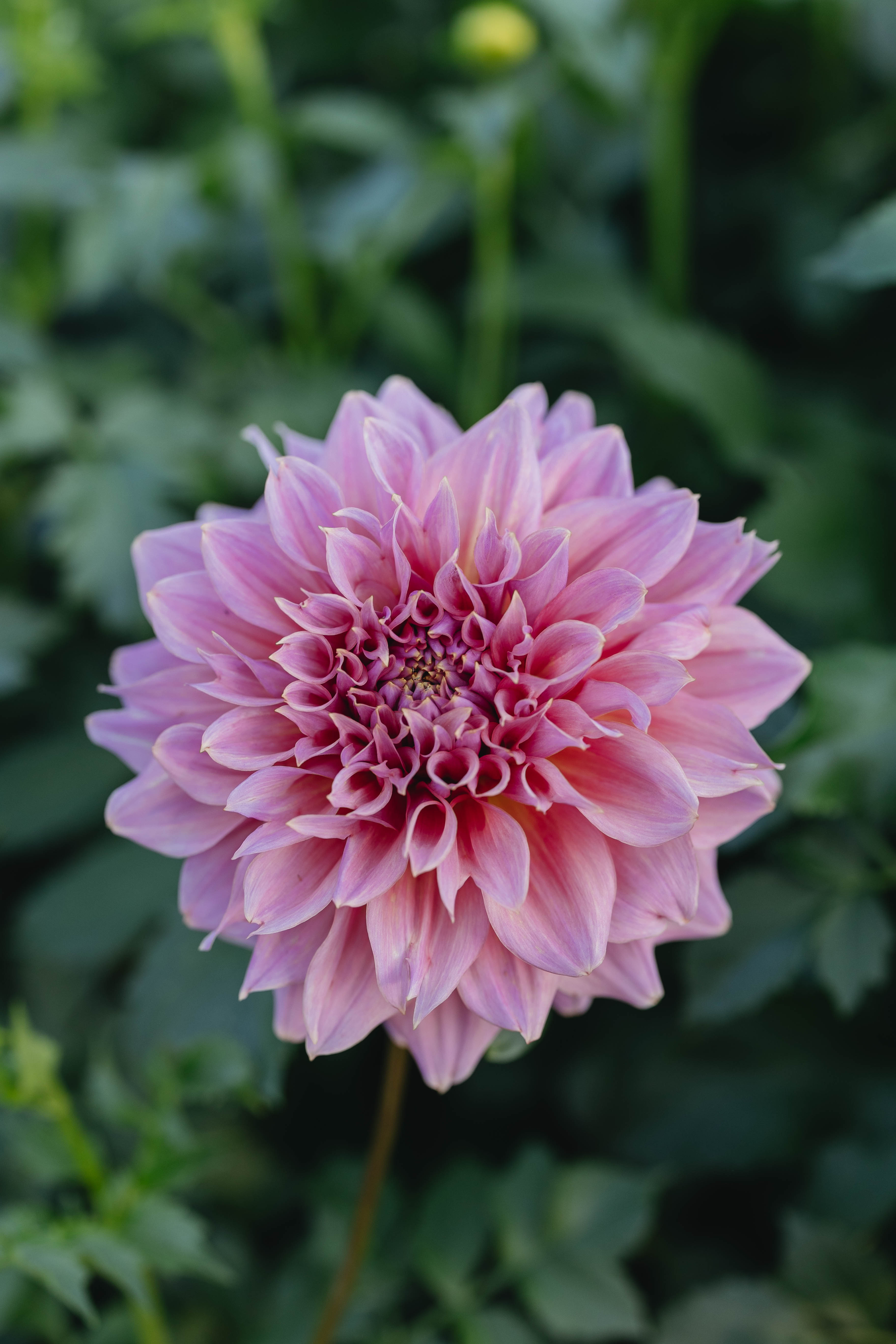 Formby Monarch – Cecil & Ash