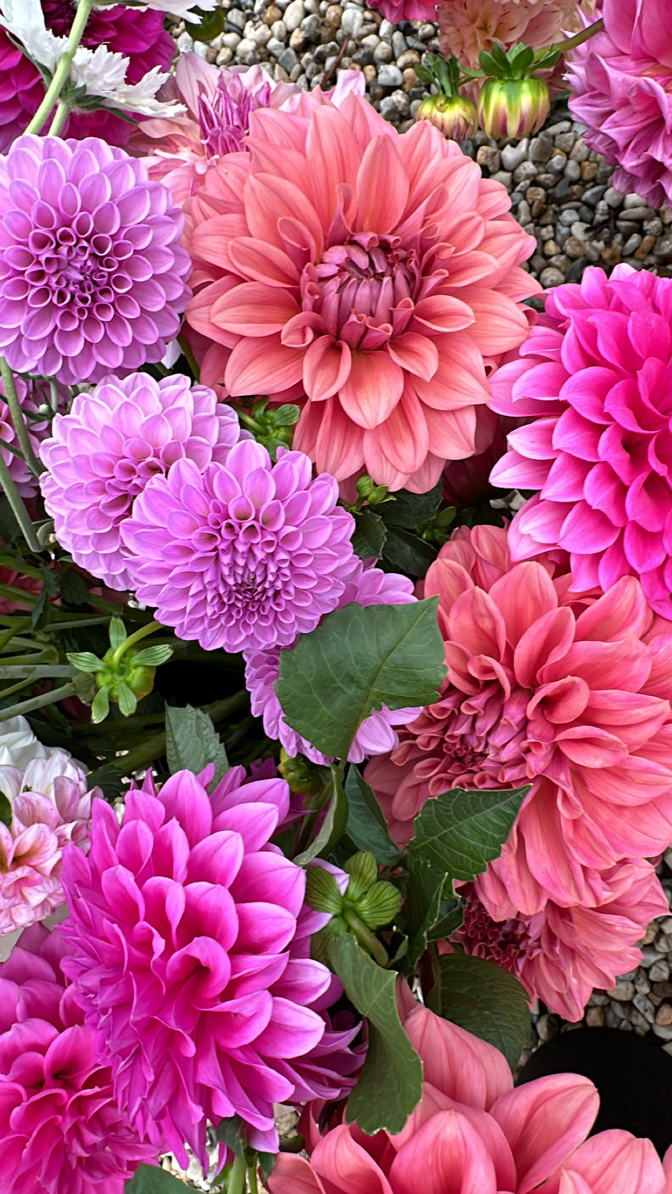 Dahlia Tubers – Cecil & Ash