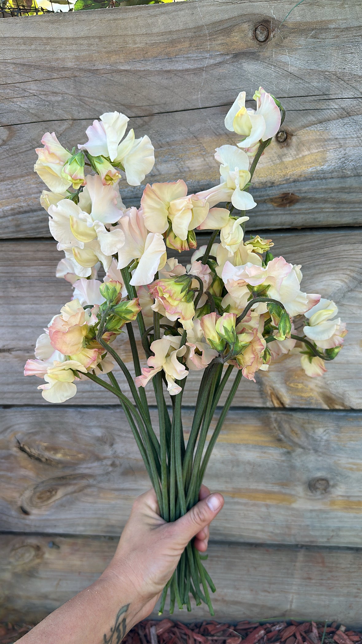 Sweet Pea "Piggy Sue" seeds – Cecil & Ash