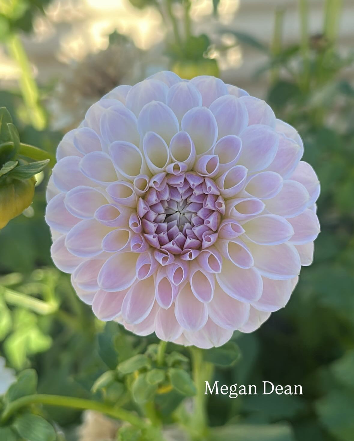 Megan Dean – Cecil & Ash
