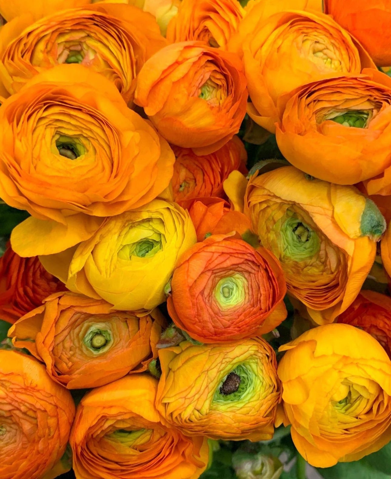 Italian Ranunculus Corms - Orange – Cecil & Ash