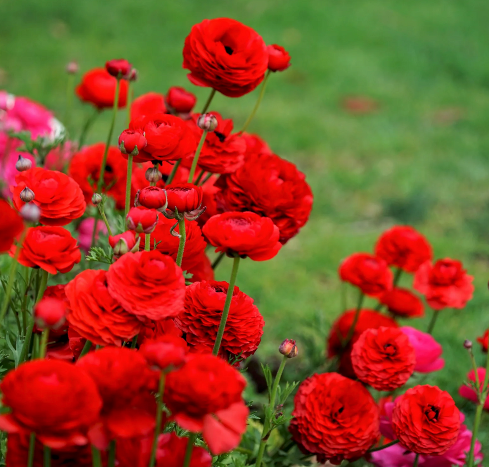 Italian Ranunculus Corms - Red – Cecil & Ash